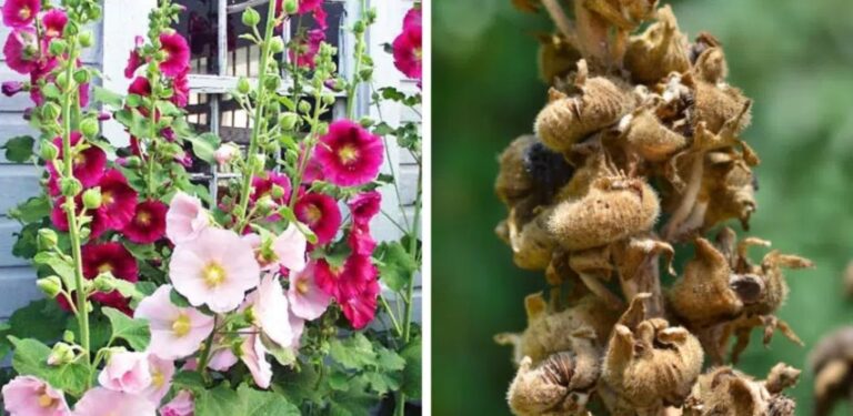 Warum Sie Stockrosen in Ihrem Garten anbauen sollten und wie Sie alle ...
