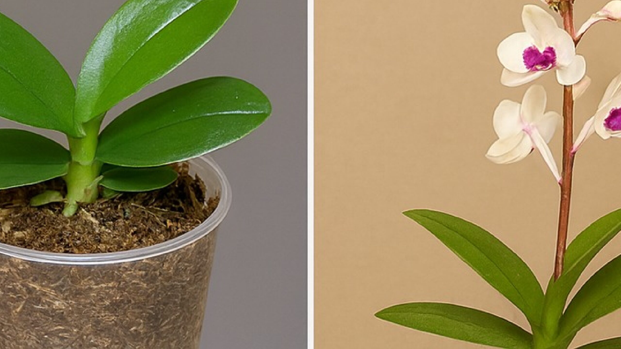Wie Lange Bluht Eine Orchidee